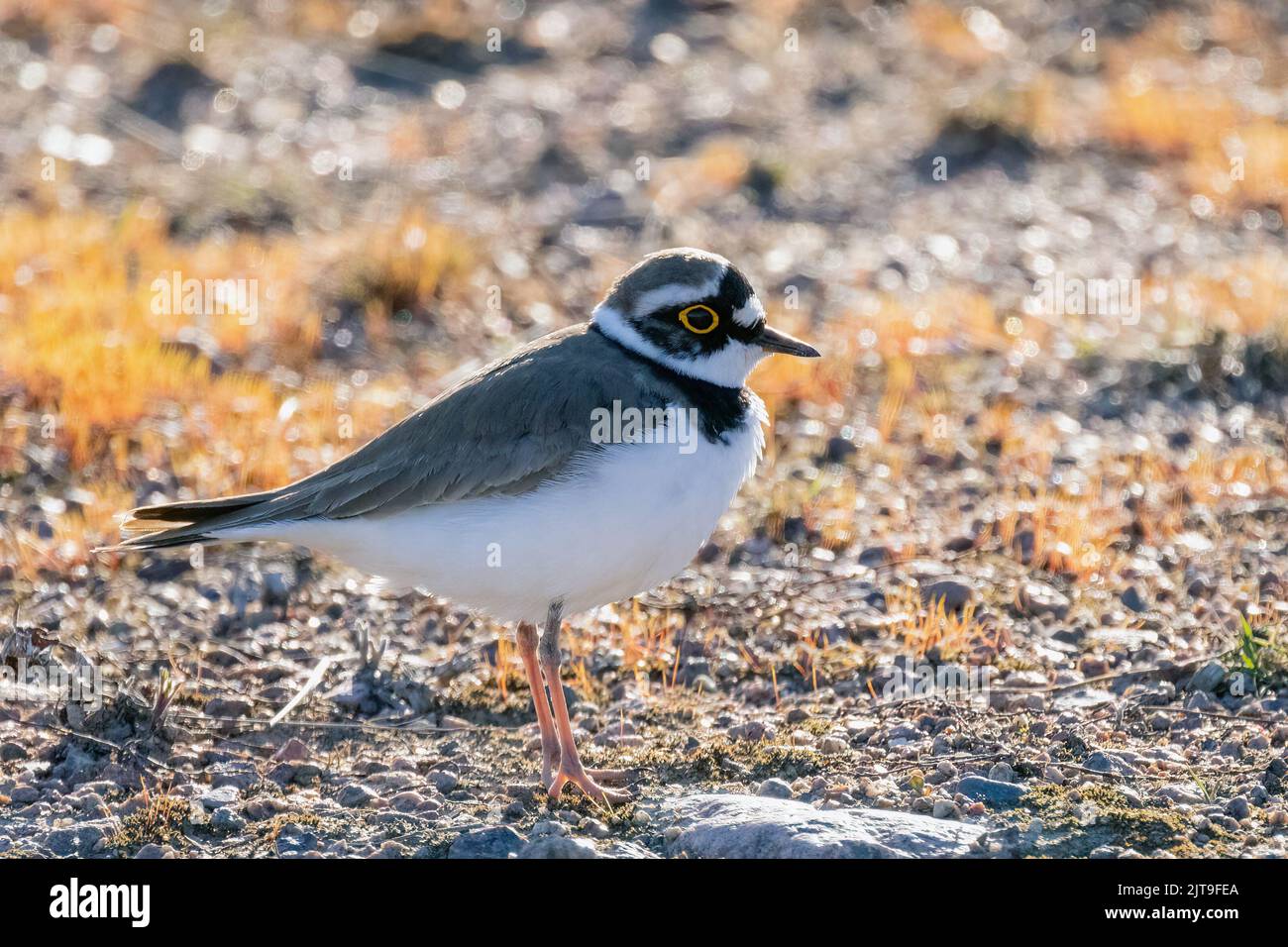 Little Ringed Plover Stock Photo - Alamy