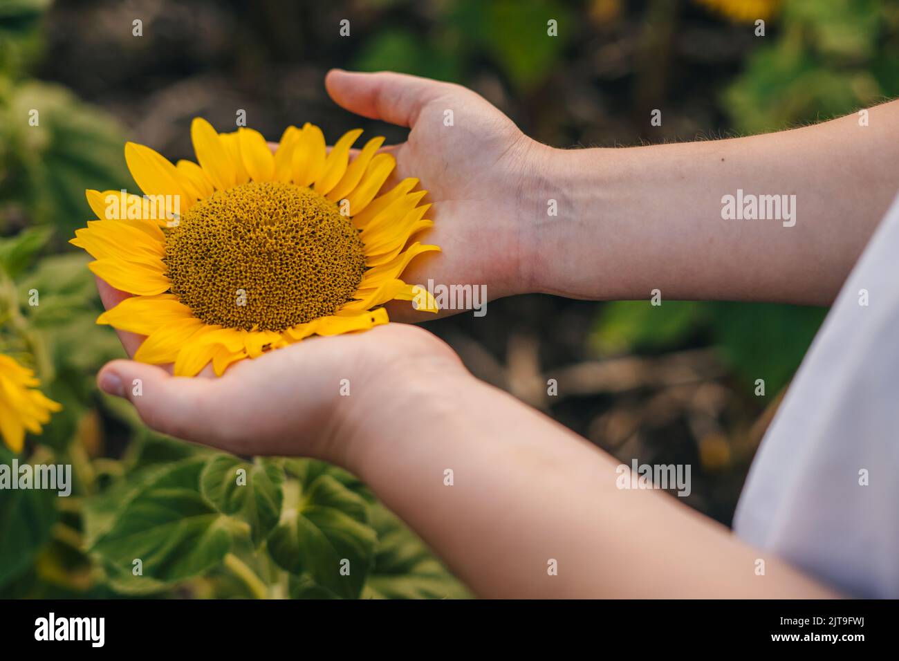 Close-up view of girl's hands touching the sunflower petals, checking ...