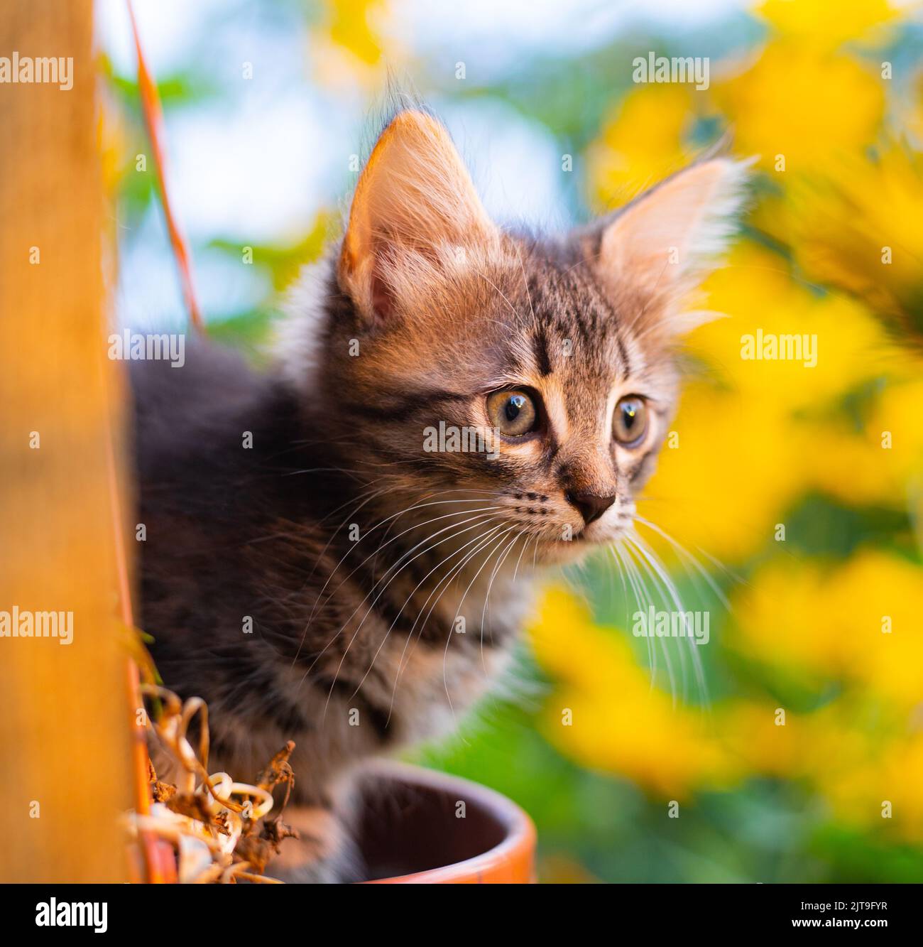 Kitten in colors for printed products . A little kitten. A pet. An ...