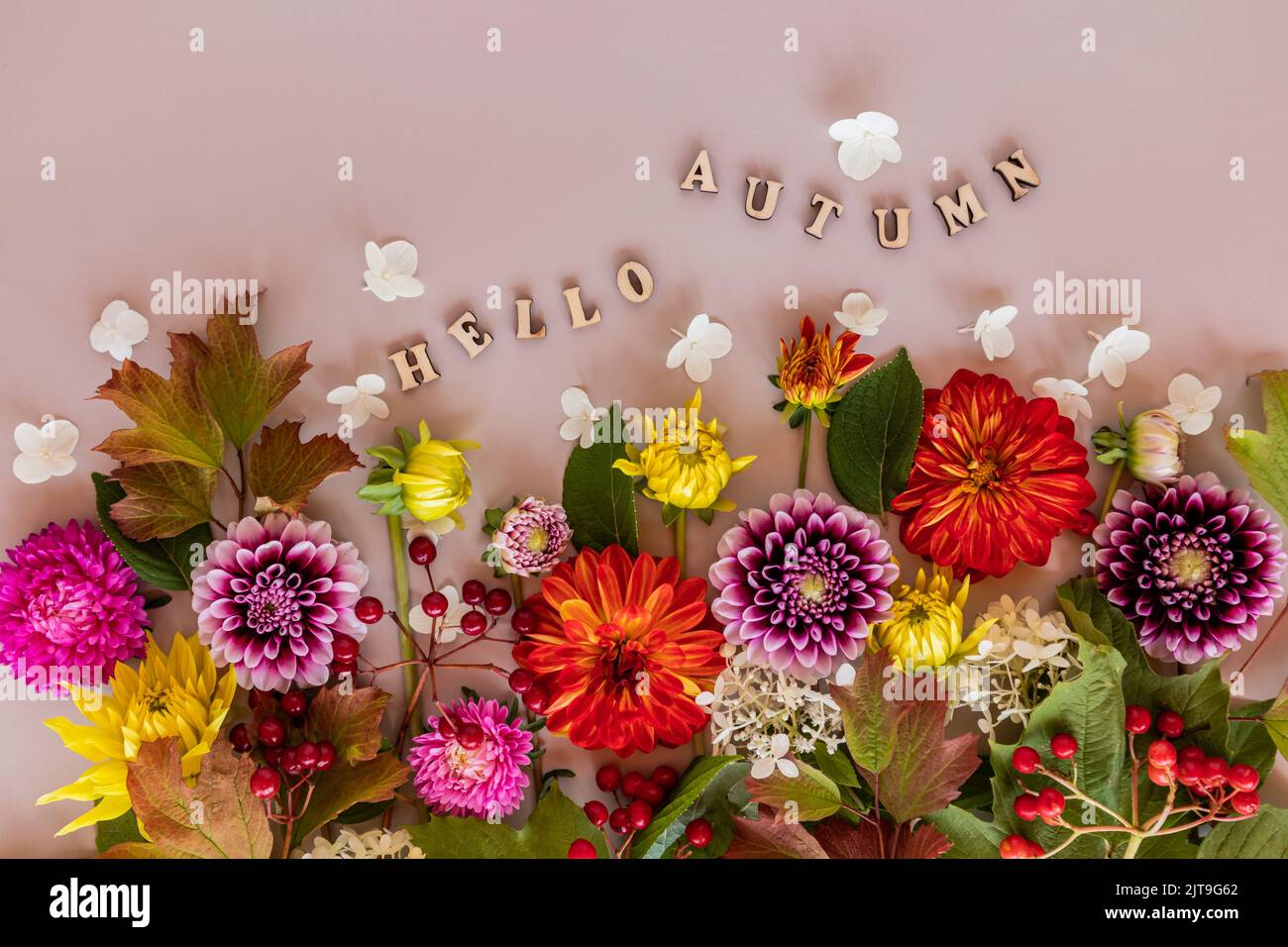 a festive card, wallpaper, an autumn background of colorful cut garden ...