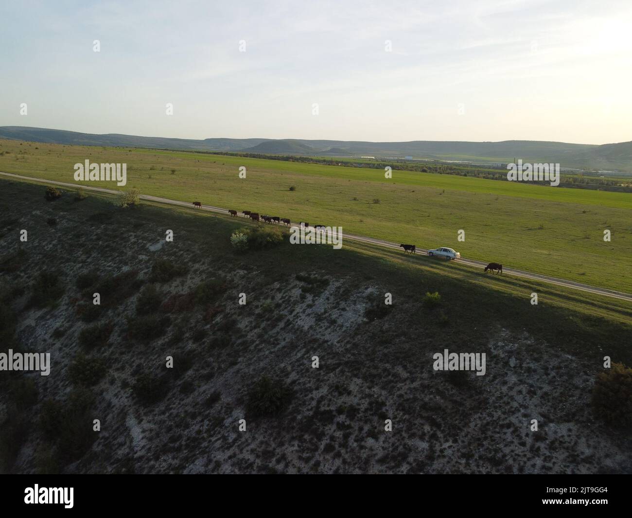 AERIAL: Flying over a small herd of cattle cows walking uniformly down ...