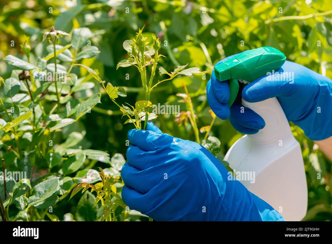 treatment in the garden of young shoots of roses from aphids ...