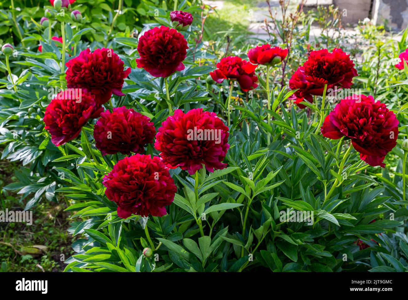 Red Peony albiflora. Paeonia officinalis Command Performance in the ...