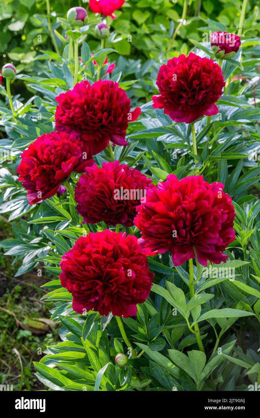 Red Peony albiflora. Paeonia officinalis Command Performance in the ...