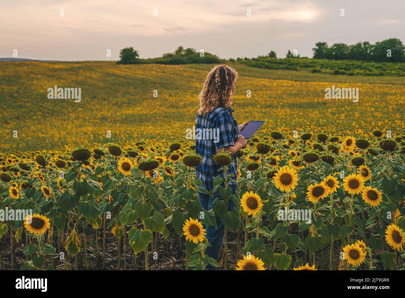 Woman farmer working in the sunflower field, using a mobile app on a ...