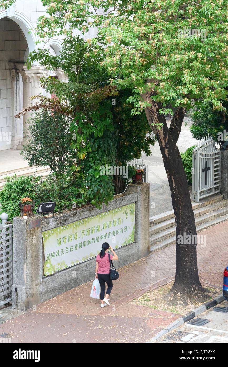 A vertical shot of a blooming of sacred garlic pear (Crateva religiosa ...