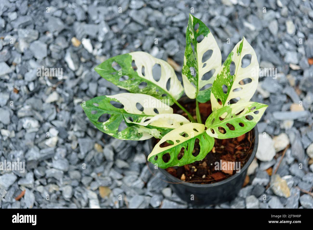 Variegated monstera adansonii hi-res stock photography and images - Alamy