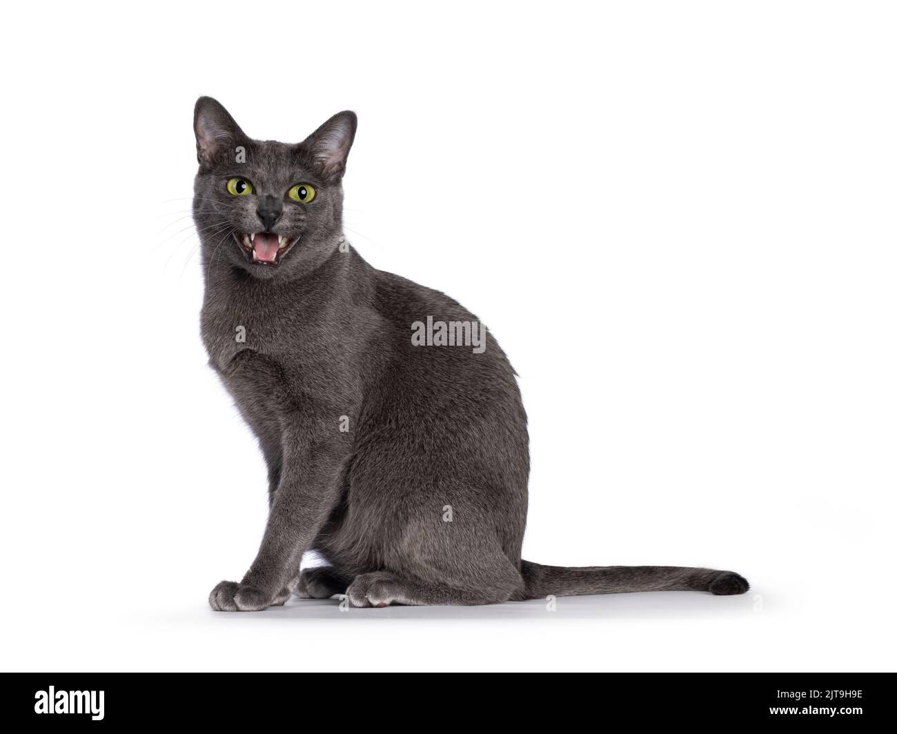 Young adult Korat cat, sitting up side ways. Mouth wide open talking ...