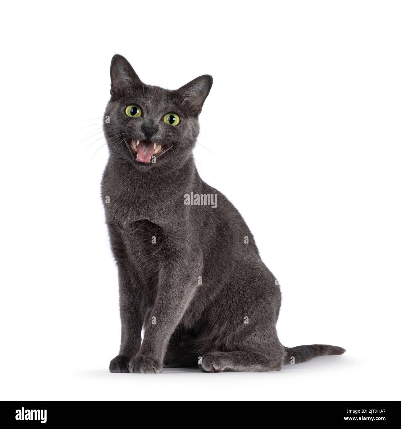Young adult Korat cat, sitting up facing front. Mouth wide open talking ...
