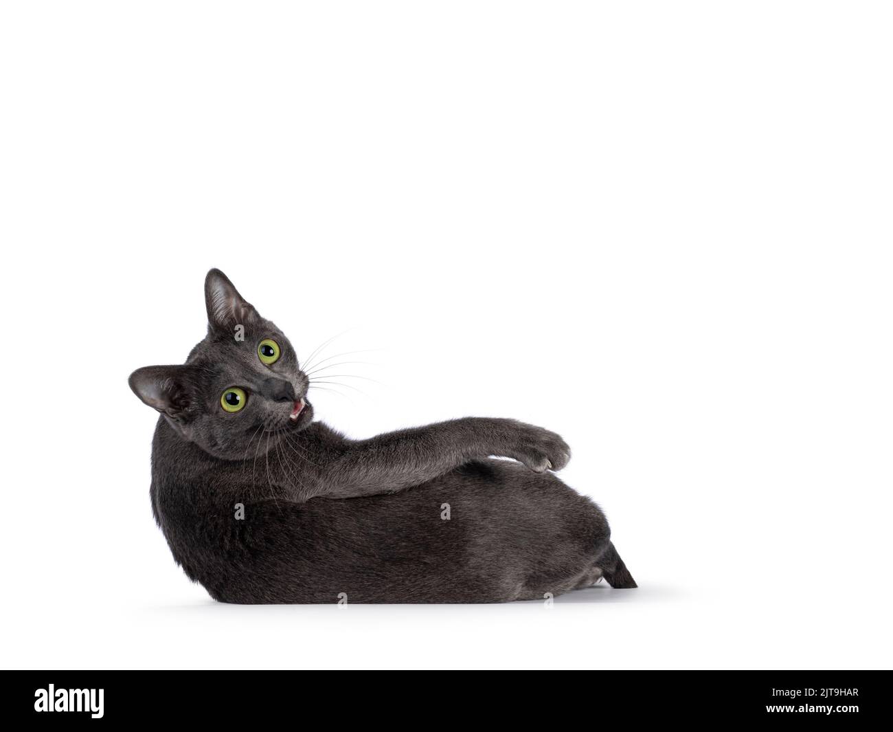 Young adult Korat cat, laying down backwards and side ways. Mouth open ...