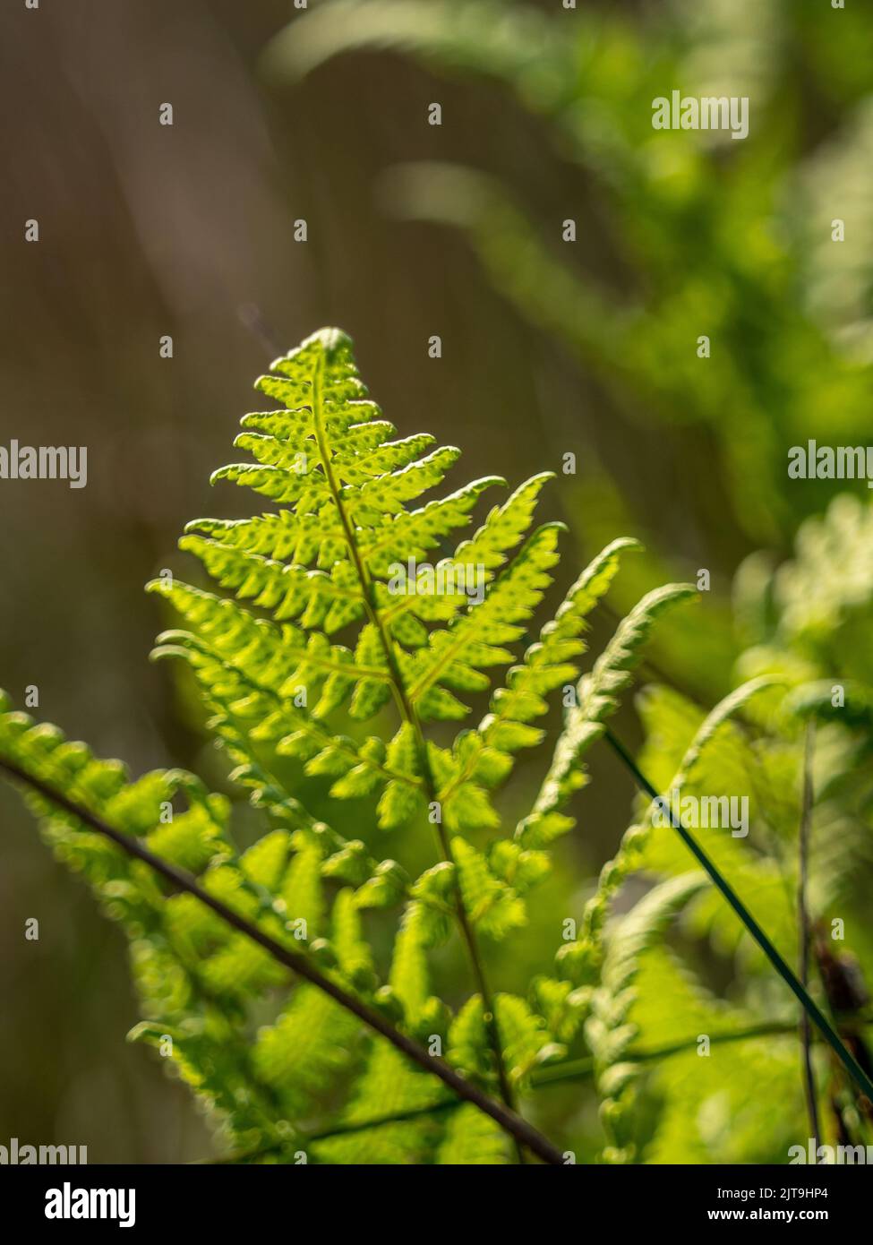 A selective focus of Polypodiophyta with blurred background Stock Photo ...