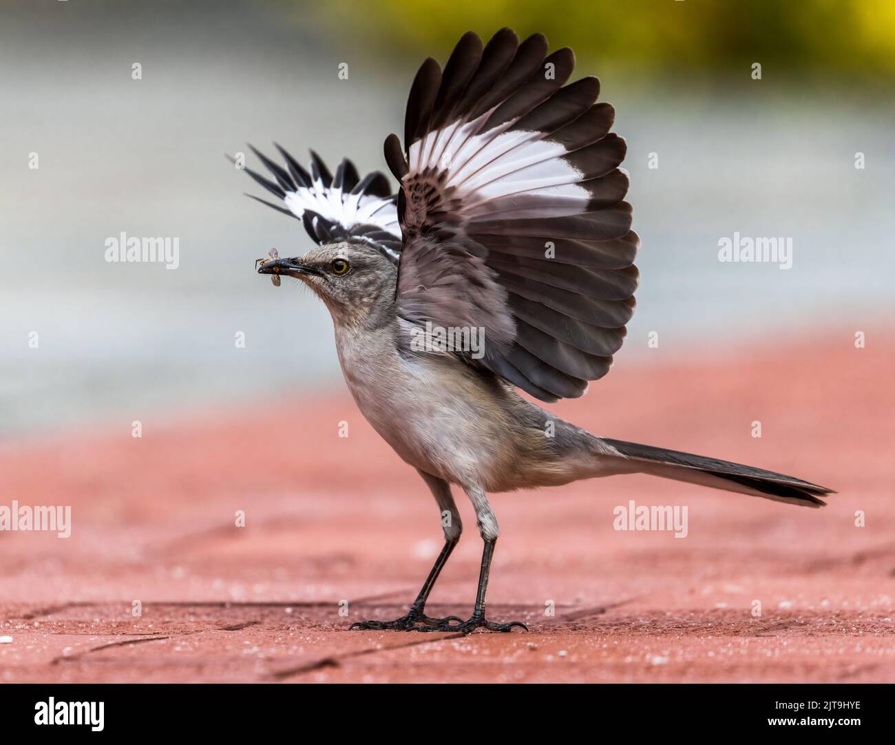 A close-up shot of a cute mockingbird ready to fly Stock Photo - Alamy