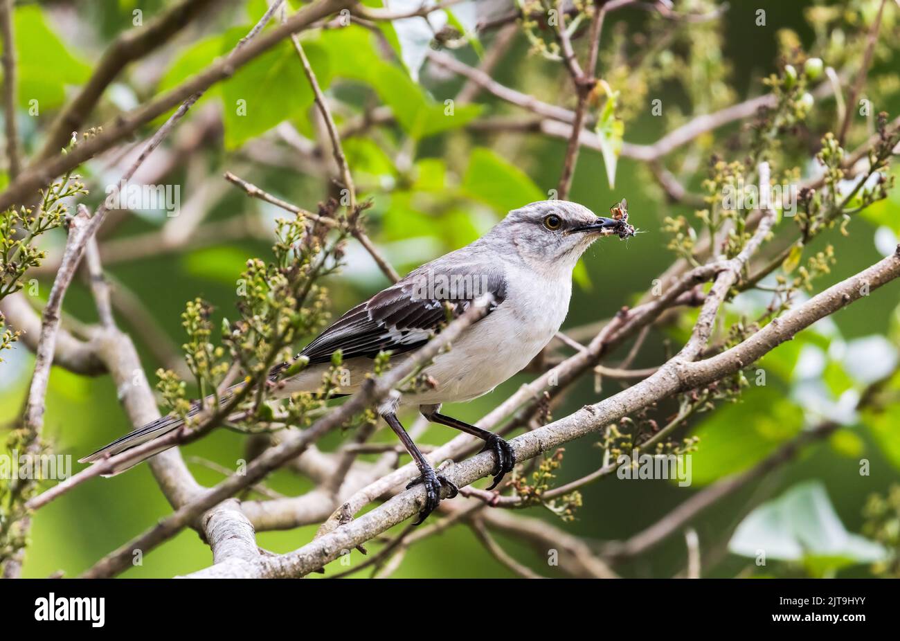 A close-up shot of a mockingbird on a tree Stock Photo - Alamy