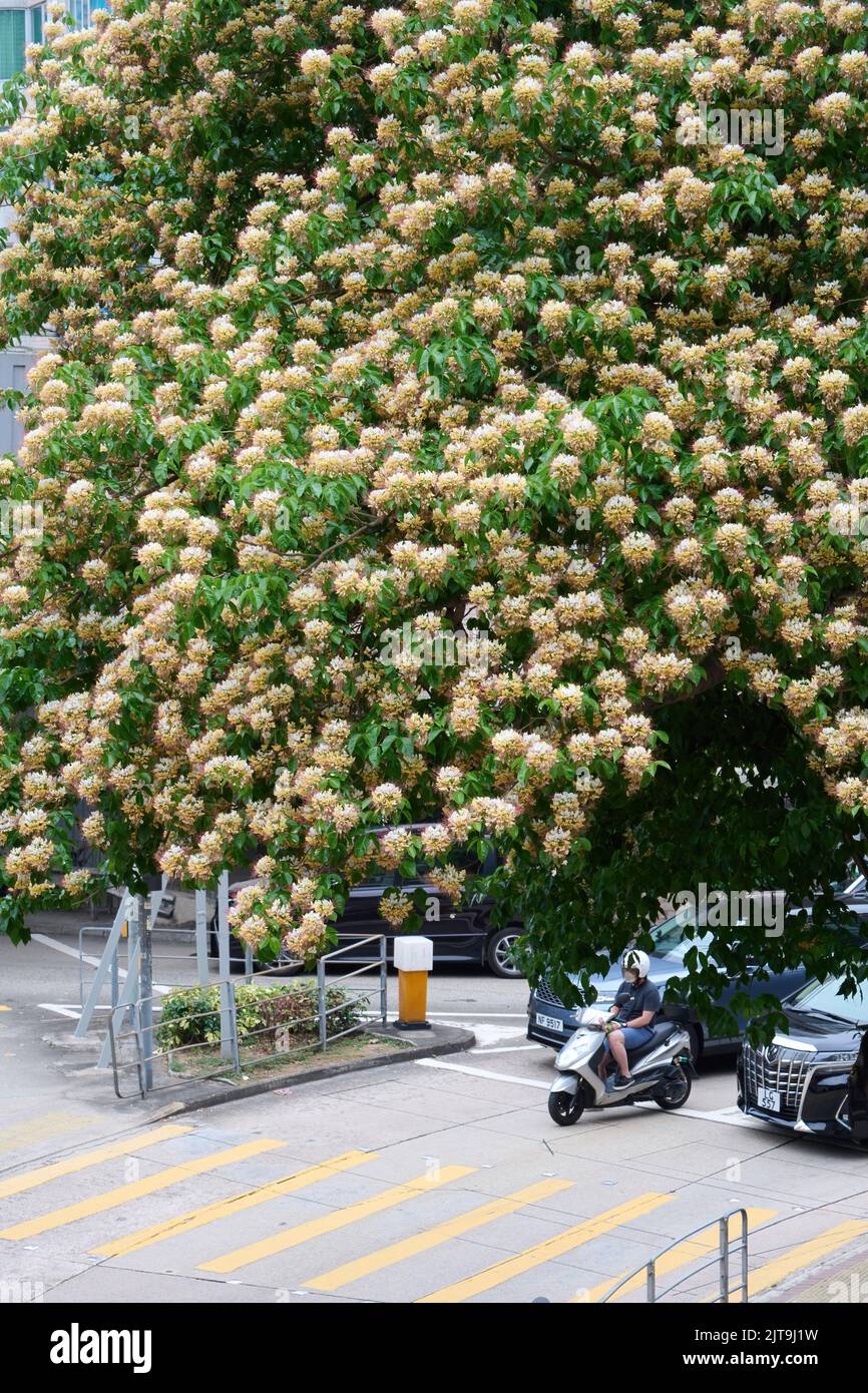 A vertical shot of the blooming of sacred garlic pear (Crateva ...