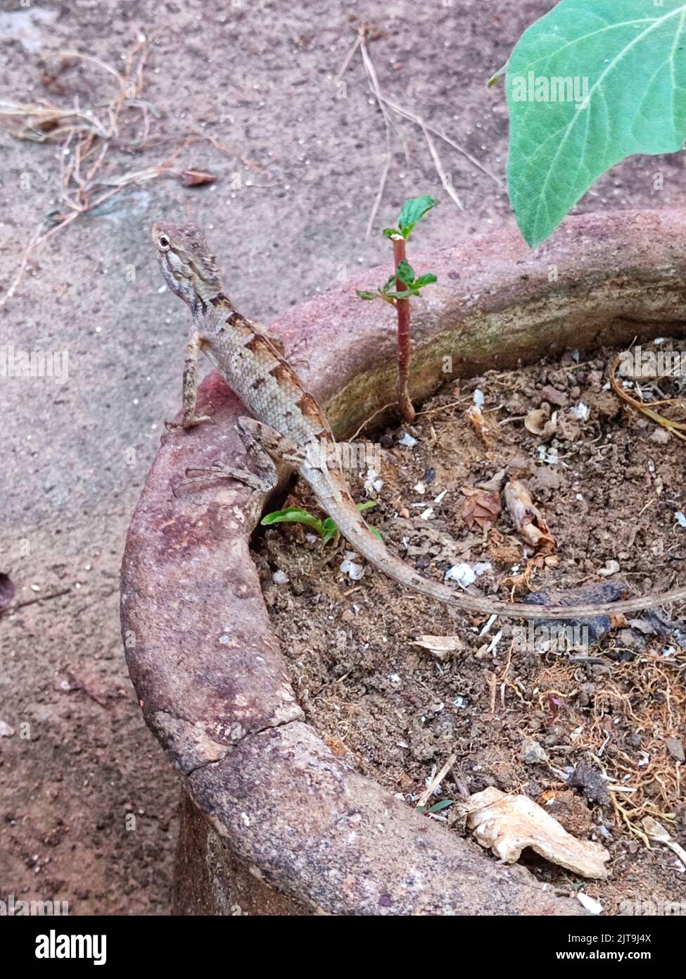 A vertical shot of a brown lizard on an old pot Stock Photo - Alamy