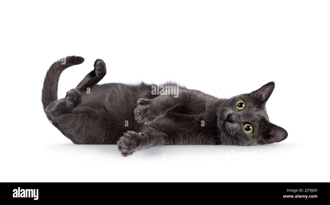 Young adult Korat cat, laying down on back rolling over with belly in ...