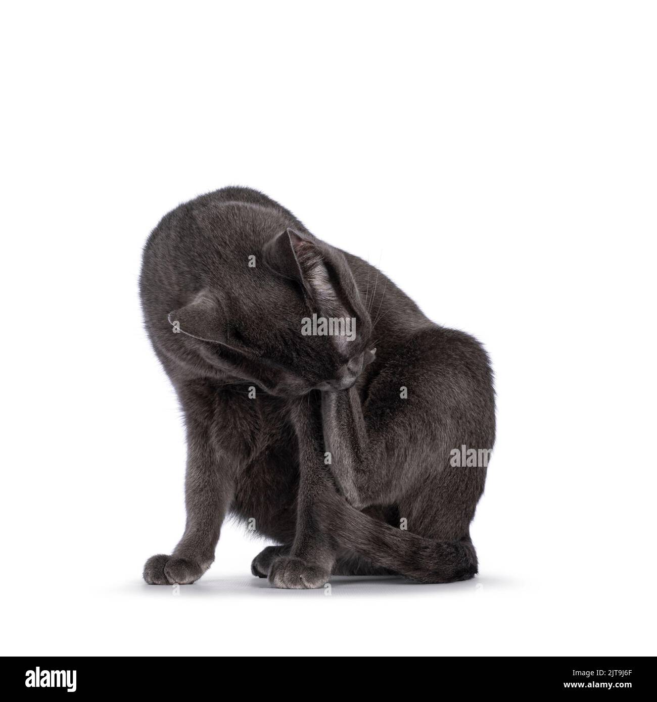 Young adult Korat cat, sitting up cleaning it's paws. Isolated on a ...