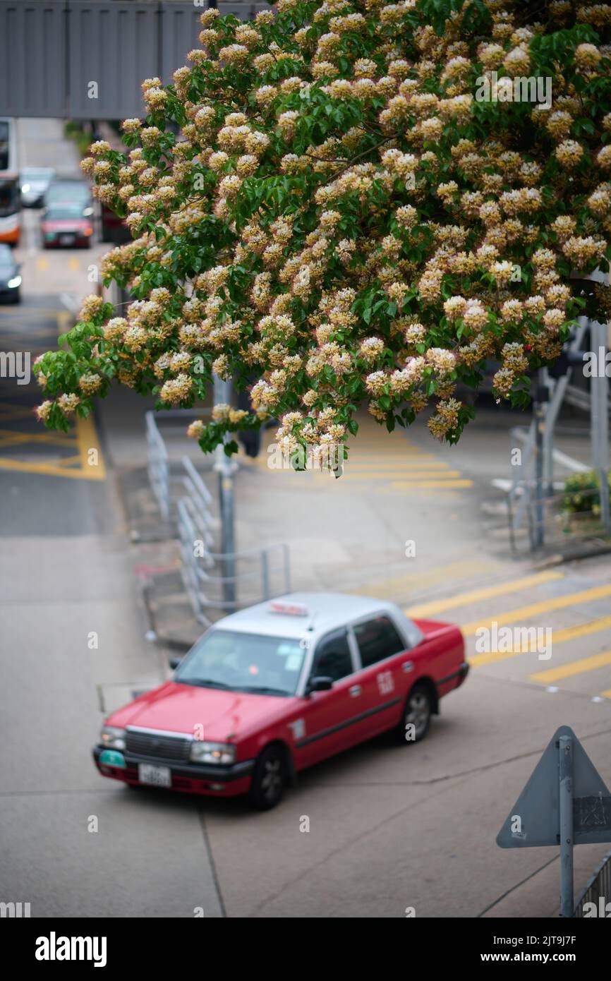 A vertical shot of the blooming of sacred garlic pear (Crateva ...