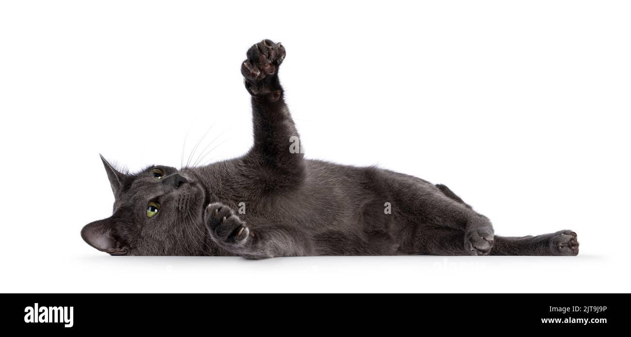 Young adult Korat cat, laying down on back. Paws up showing size of ...