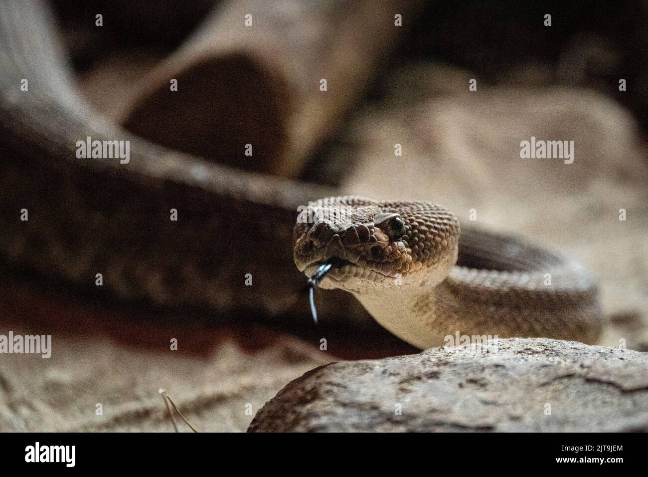 Eastern diamondback snake hi-res stock photography and images - Alamy