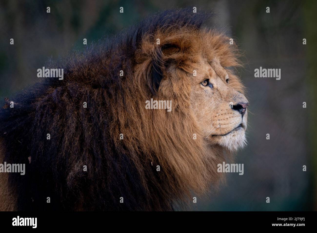 Head shot lion hi-res stock photography and images - Alamy