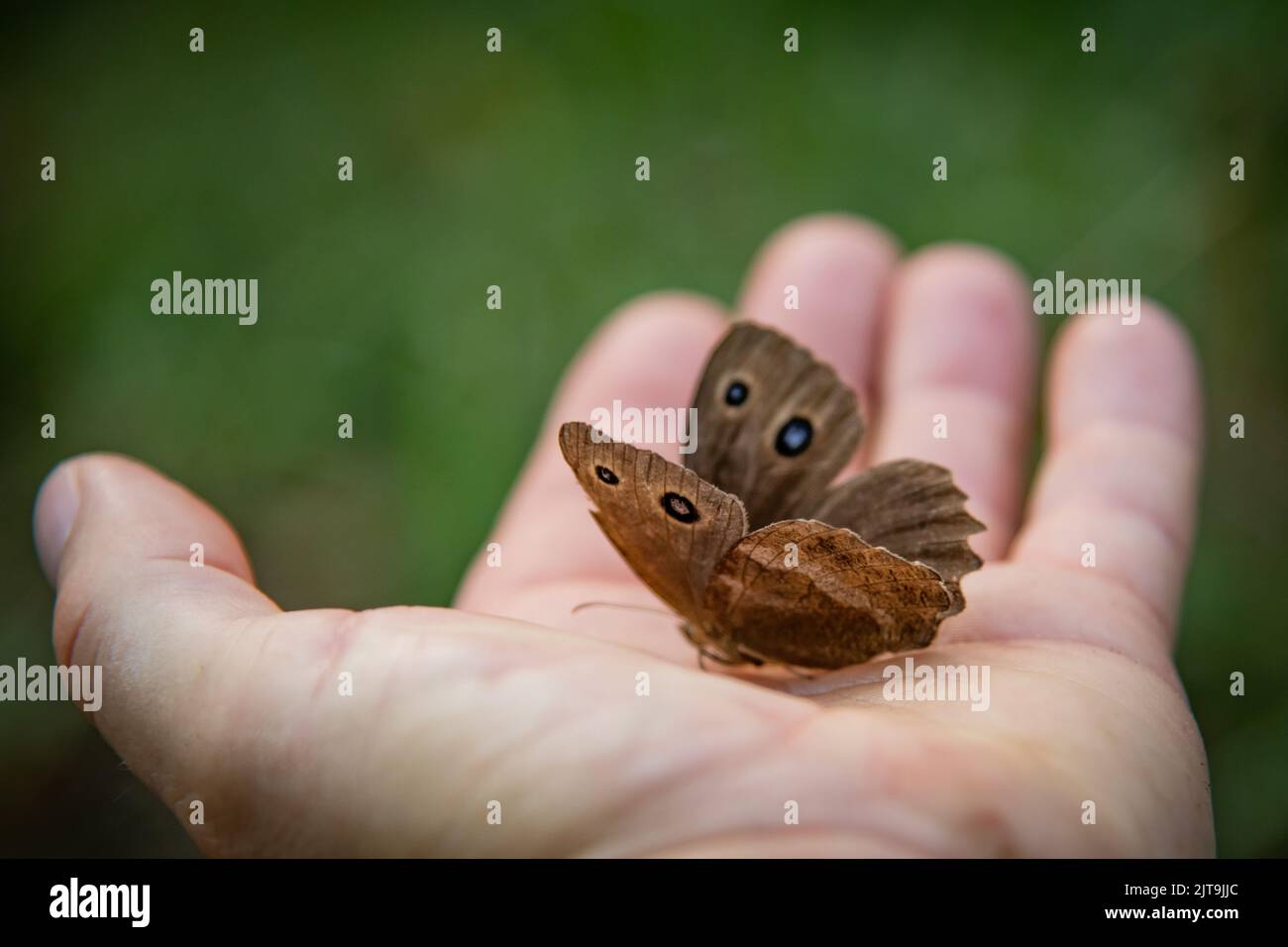 Human butterfly interaction hi-res stock photography and images - Alamy