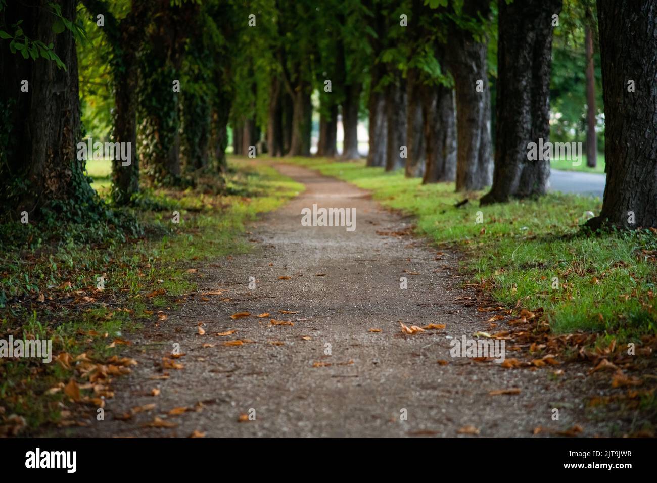 Path lined by massive trees Stock Photo - Alamy