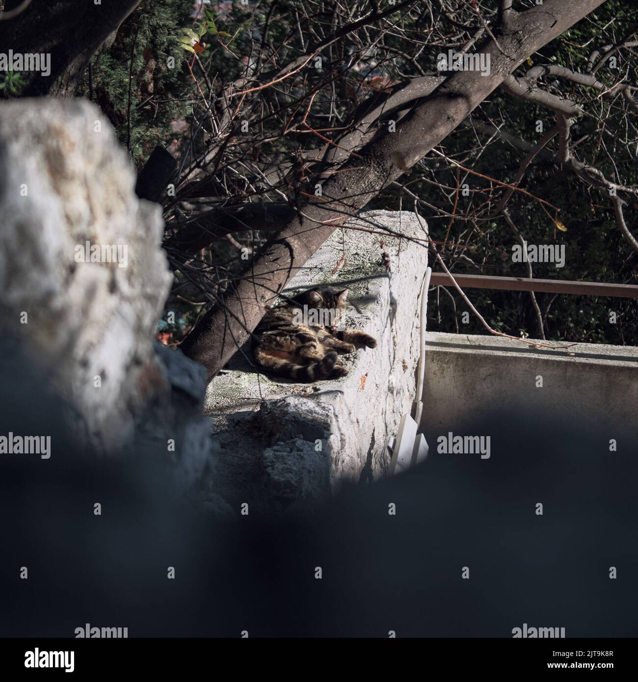 A furry cat laying down on the wall under the leafless trees Stock ...