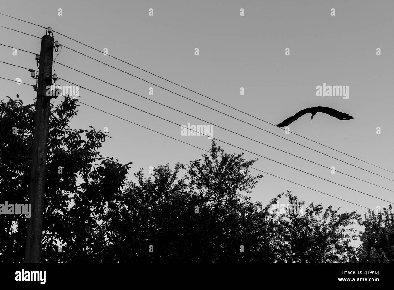 A low angle of a silhouette of a stork flying over electricity wires ...
