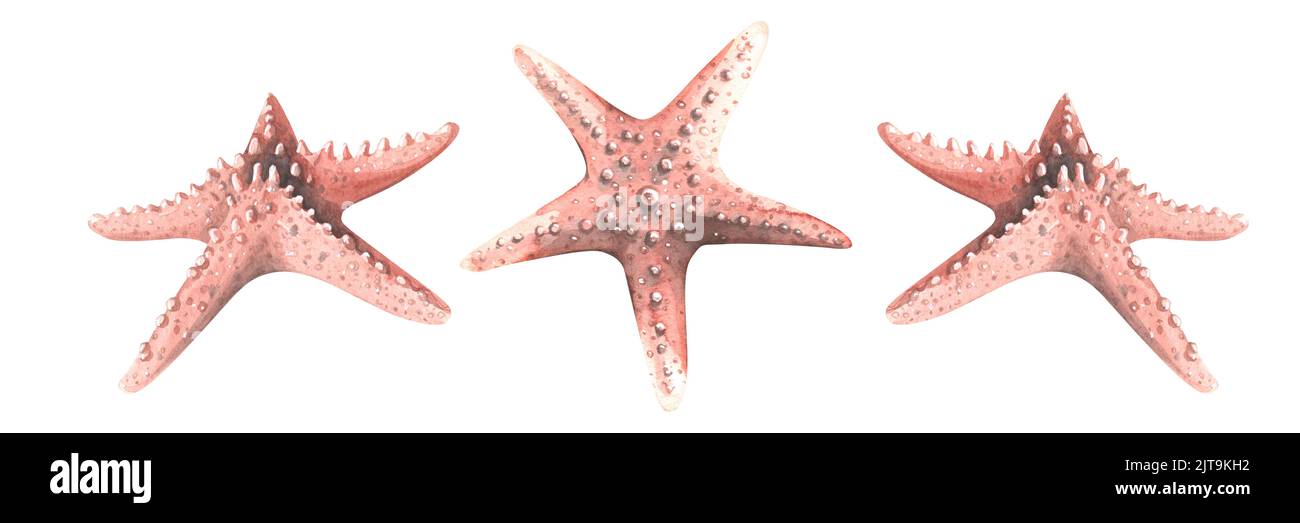 Coral-colored starfish in different angles. Watercolor illustration ...