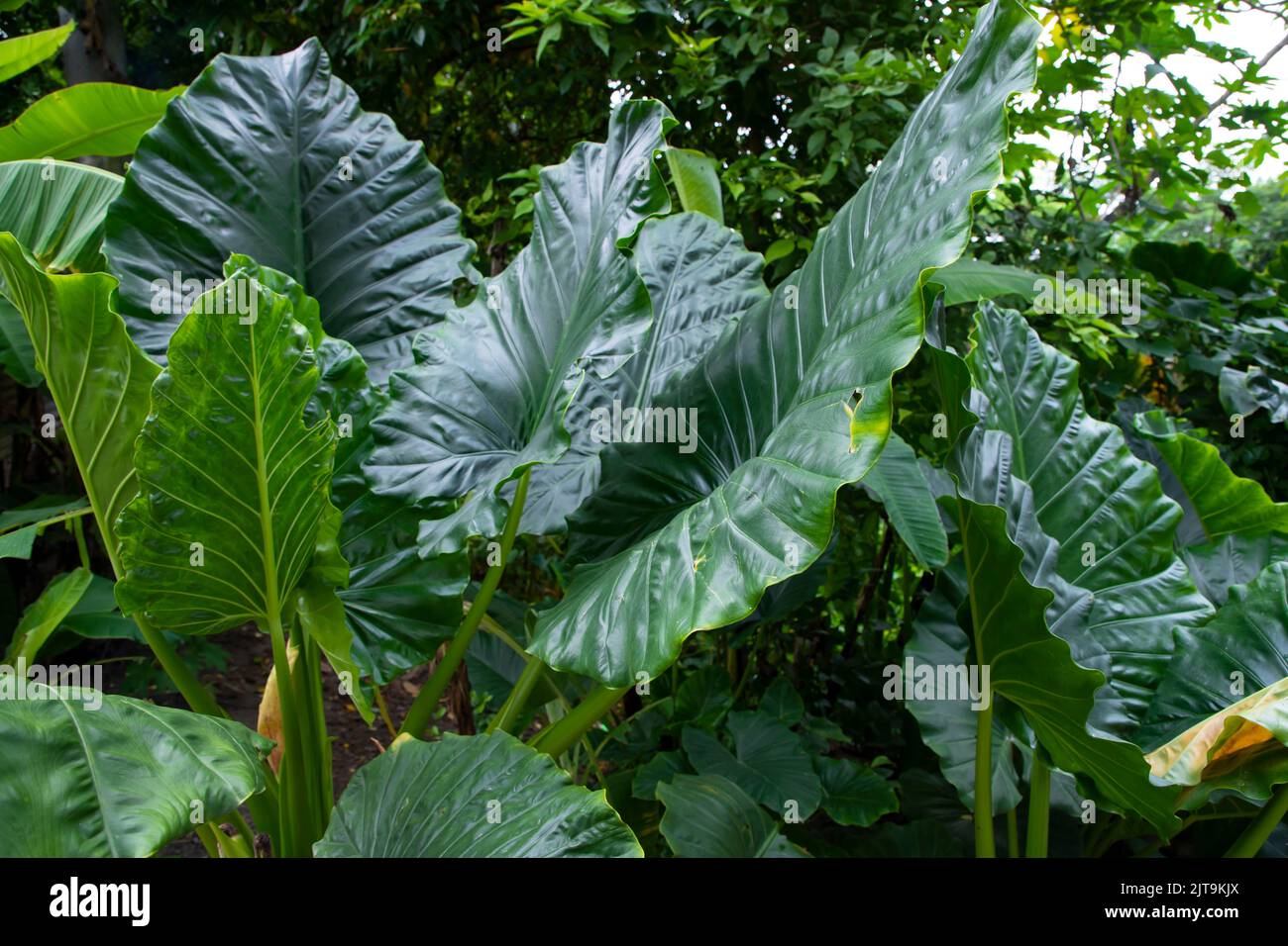 Green Alocasia or Elephant ear Natural Texture background Stock Photo ...