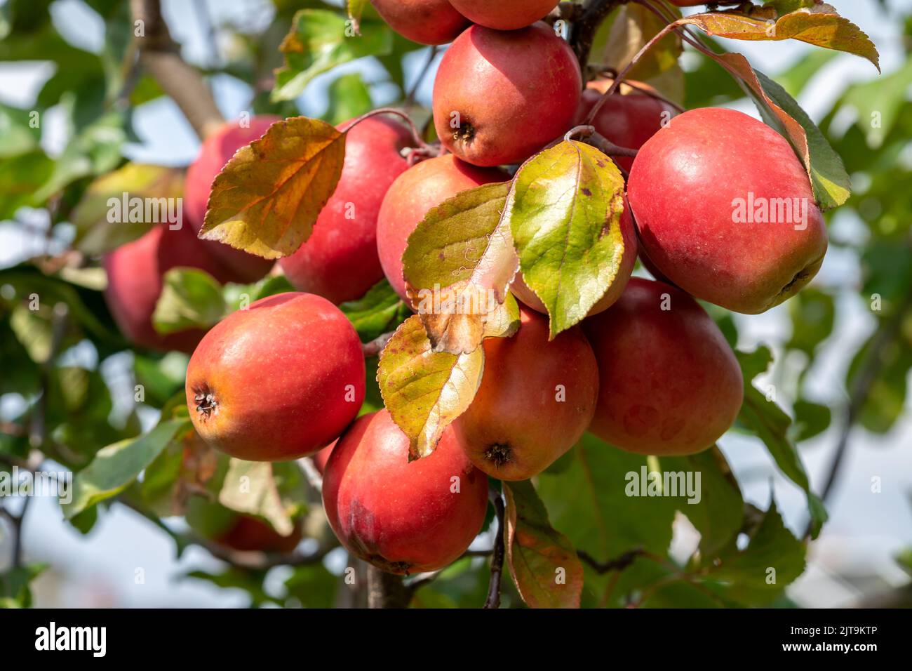 red apples on a tree Stock Photo - Alamy