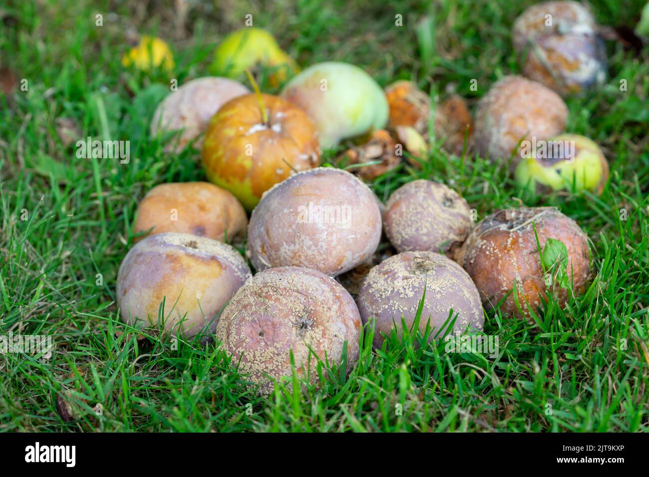 rotten apples on an orchard Stock Photo - Alamy