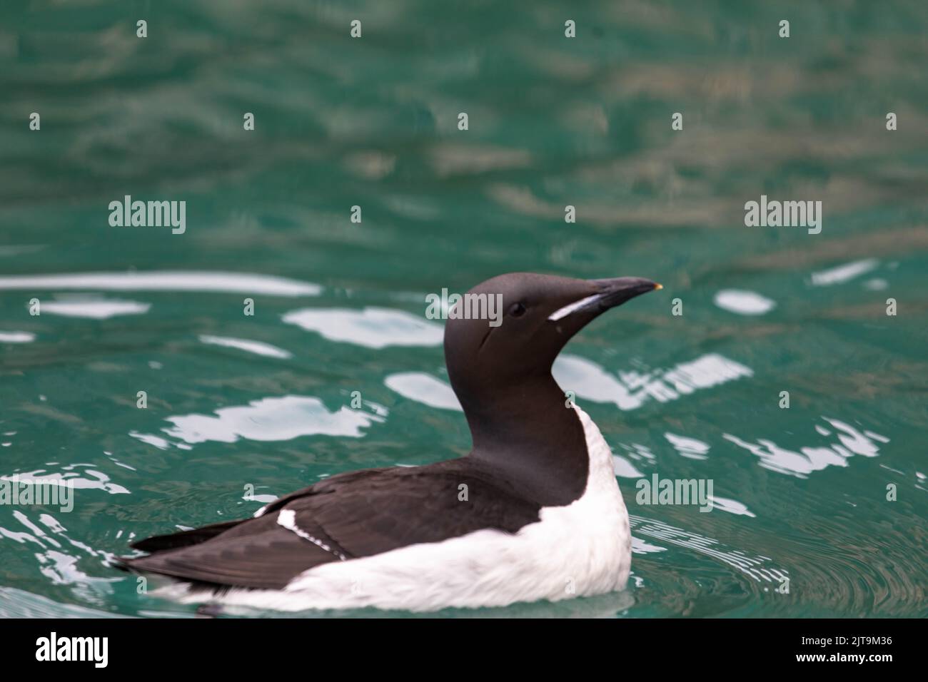 Guillemot or Thick-Billed Murre swimming the in the arctic ocean ...