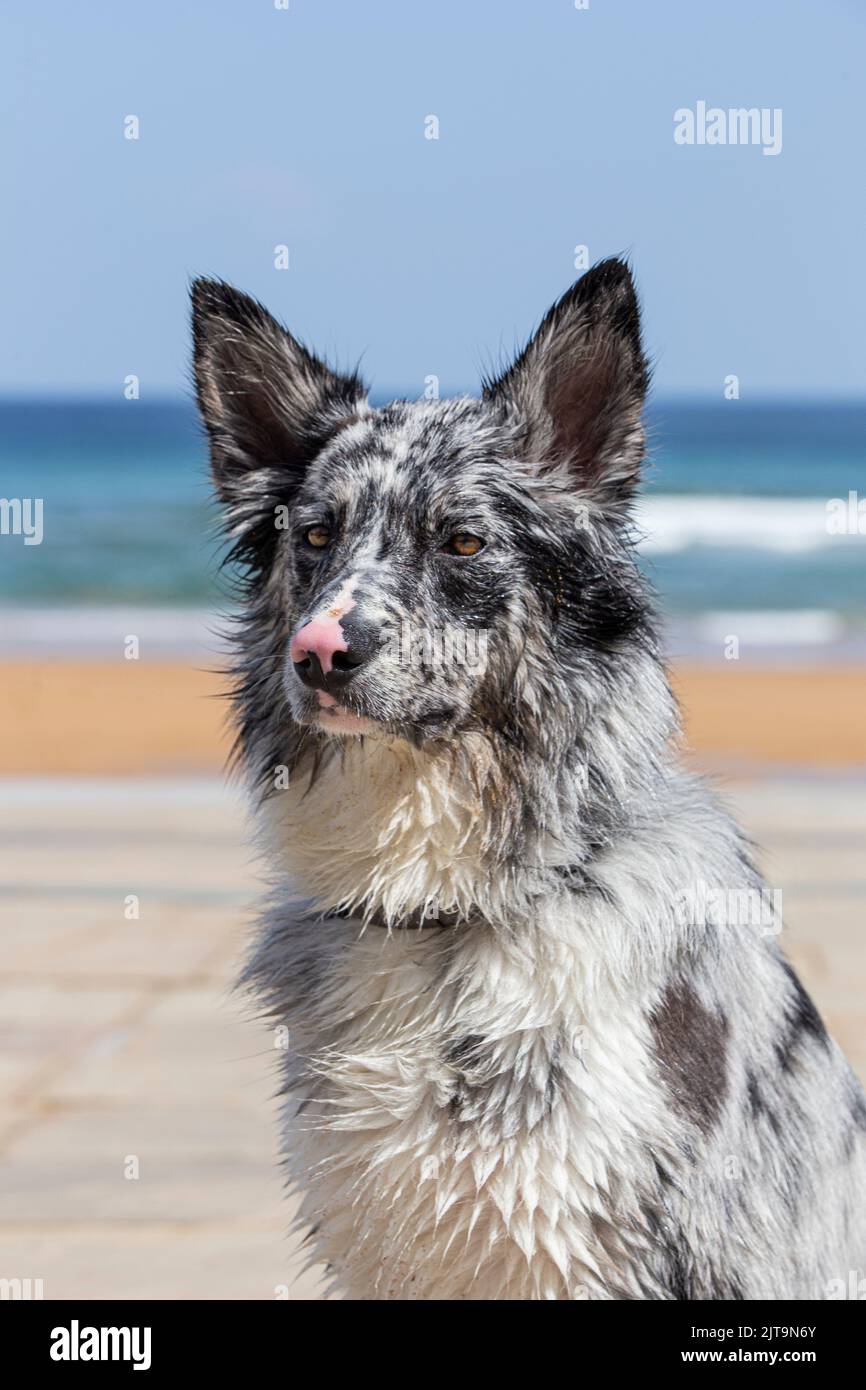 A closeup and vertical shot of the adorable blue merle dog at the beach ...