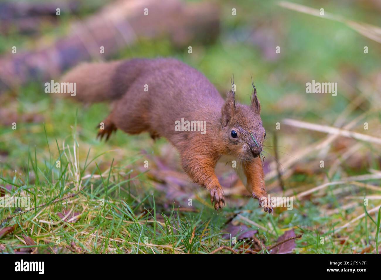 Bounding red squirrel hi-res stock photography and images - Alamy