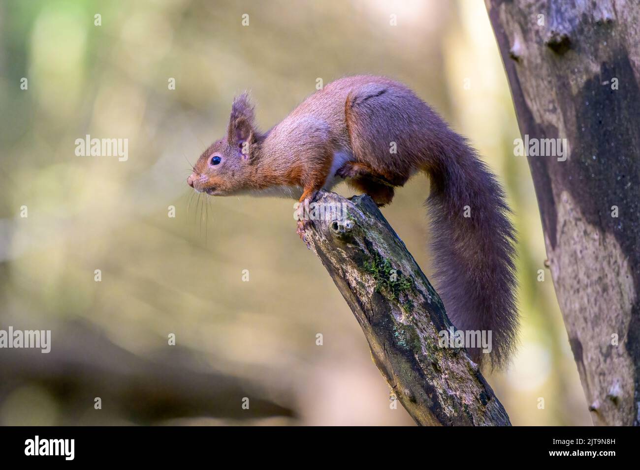 A closeup of a cute red squirrel ready to jump from a branch Stock ...