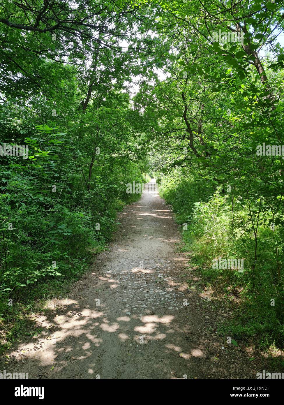 A vertical of a forest path surrounded by trees Stock Photo - Alamy