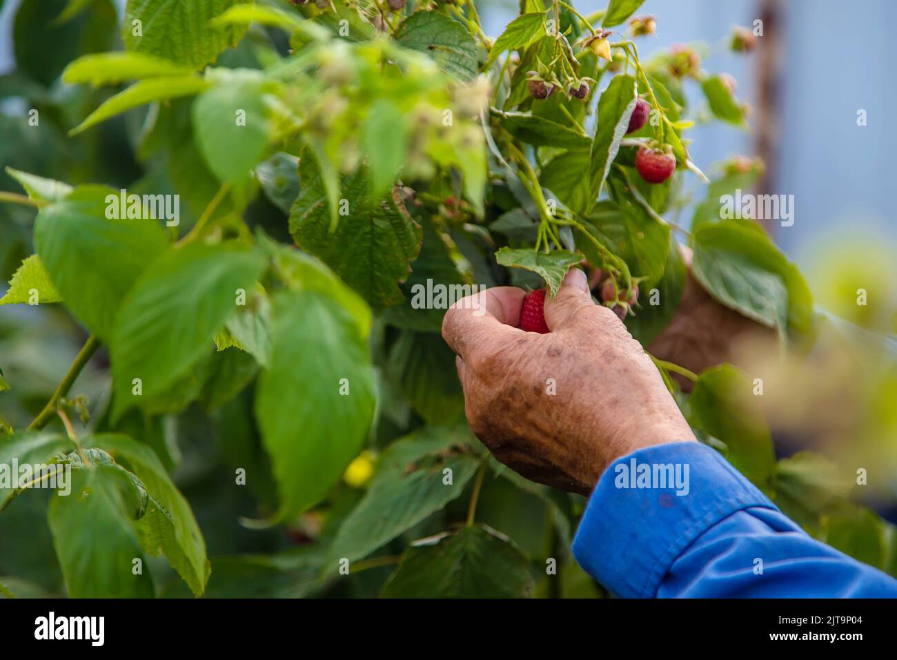 Magnesium deficiency leaves hi-res stock photography and images - Alamy