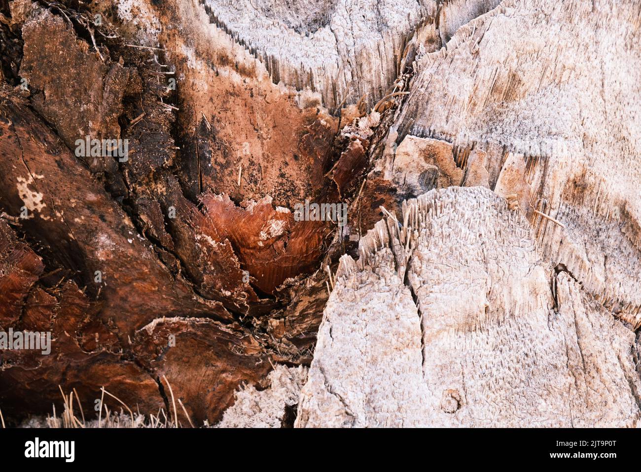 Tropical palm tree brown bark texture, closeup, natural background, the ...