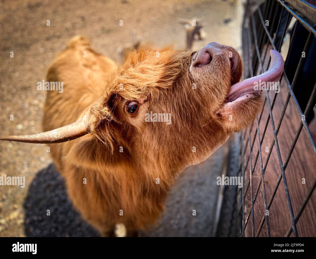 A closeup of a Highland cow licking the fence at the zoo Stock Photo ...