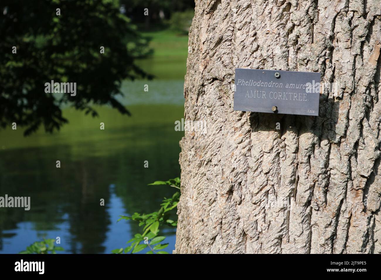 A closeup of a small sign with the tree's name on the trunk ...