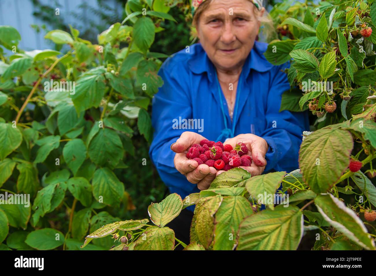 Grandmother harvests raspberries in the garden. Selective focus Stock ...