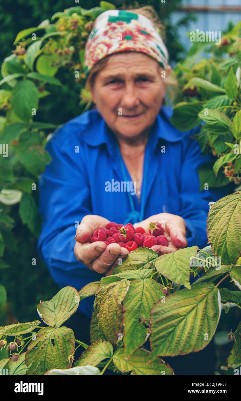 Magnesium deficiency leaves hi-res stock photography and images - Alamy