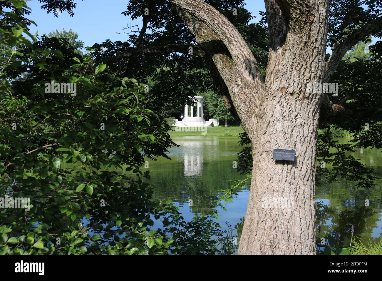 The Amur cork tree in Mount Auburn Cemetery. Cambridge, Massachusetts ...