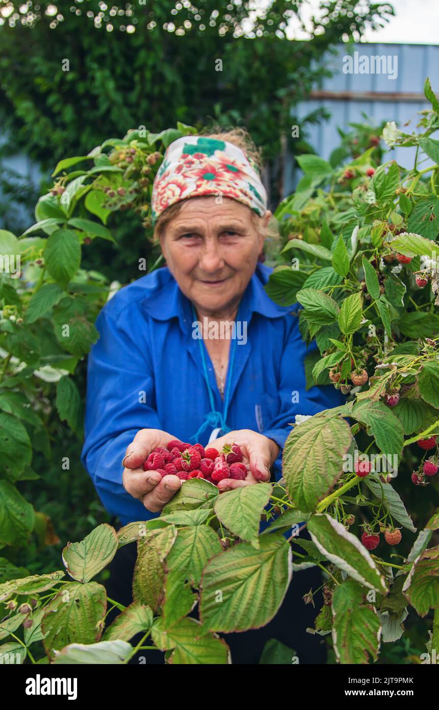 Magnesium deficiency leaves hi-res stock photography and images - Alamy