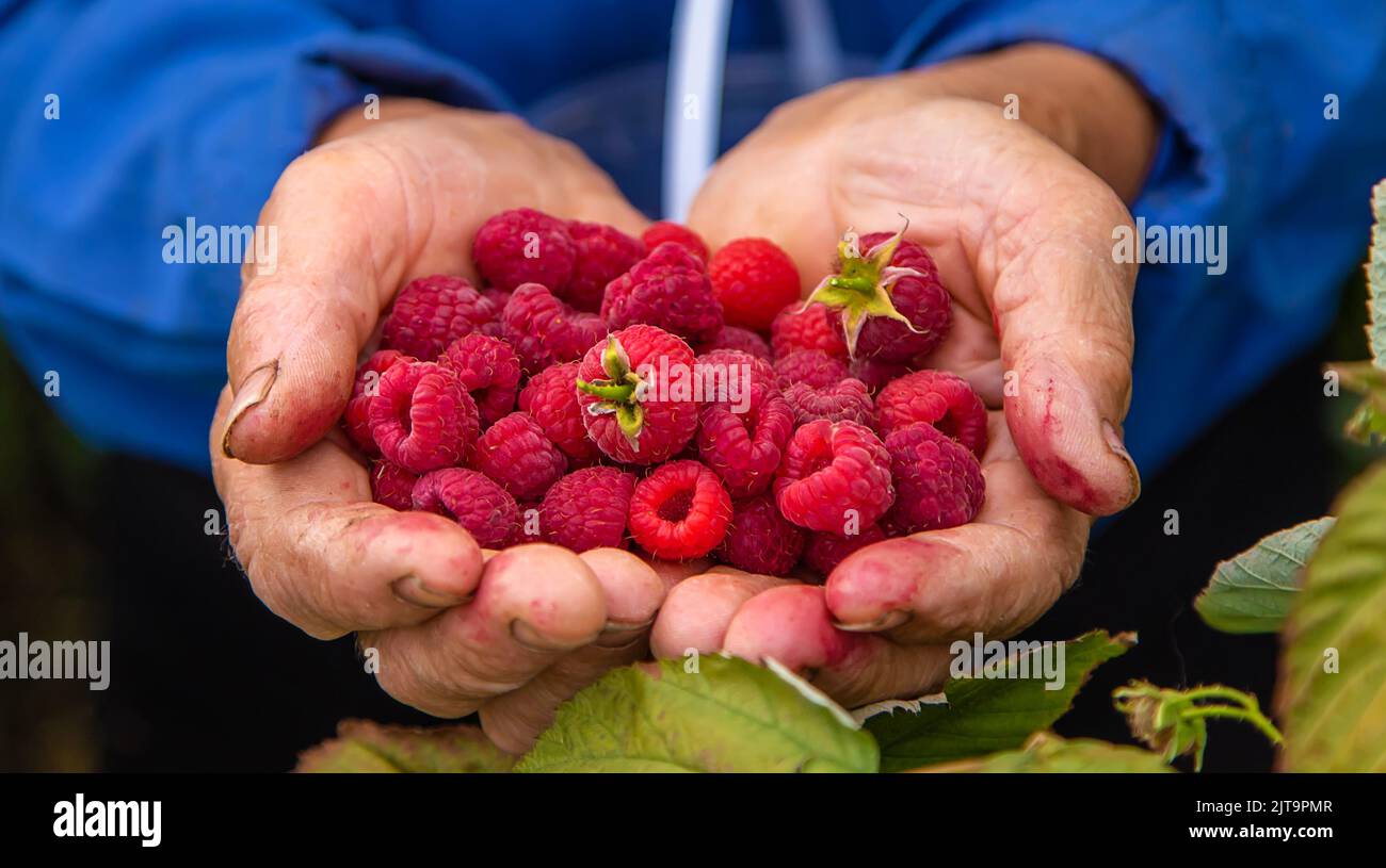 Magnesium deficiency leaves hi-res stock photography and images - Alamy