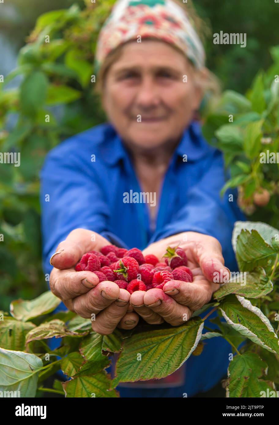 Magnesium deficiency leaves hi-res stock photography and images - Alamy