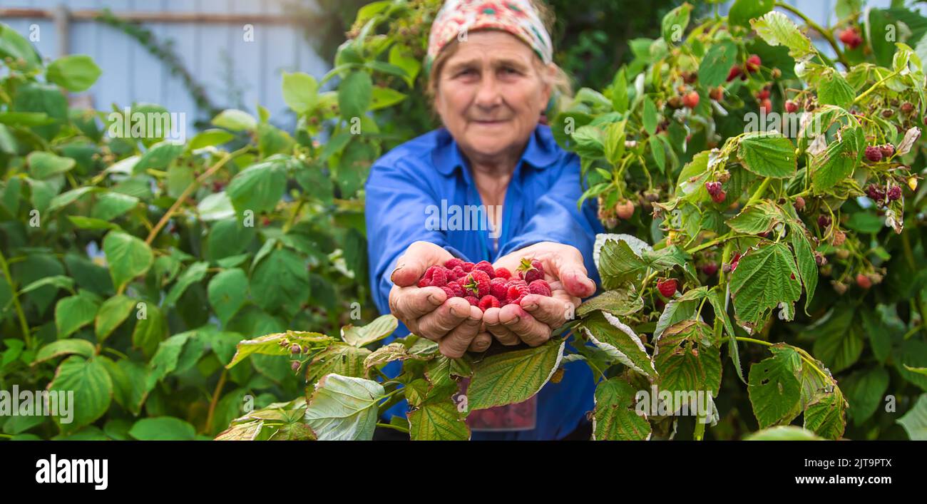 Magnesium deficiency leaves hi-res stock photography and images - Alamy