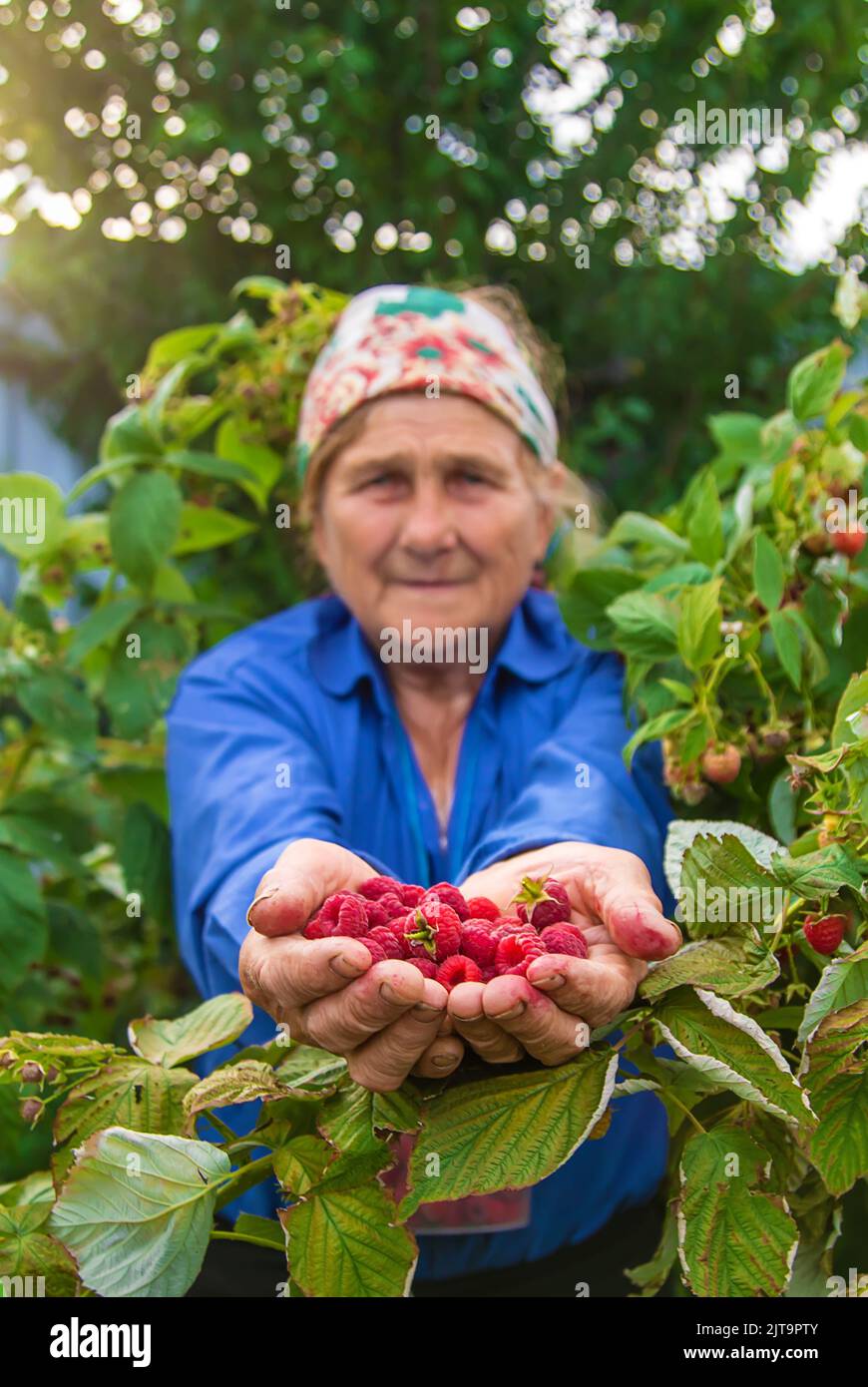 Grandmother harvests raspberries in the garden. Selective focus Stock ...